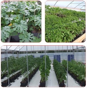 Brill View Farm Update | AutoPot Watering Systems UK